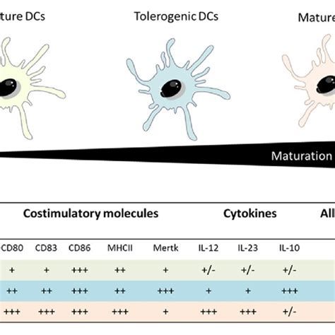 Dendritic Cells Subsets Classification And Their Main Properties