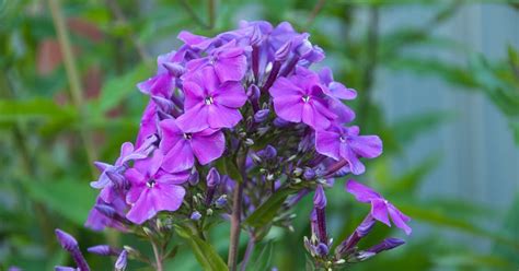 Phlox P Amethyst Boomkwekerij Peers