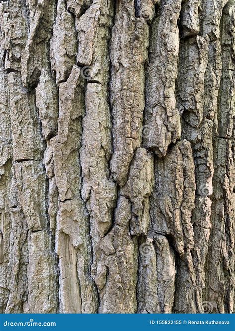 Poplar Tree Identification Bark