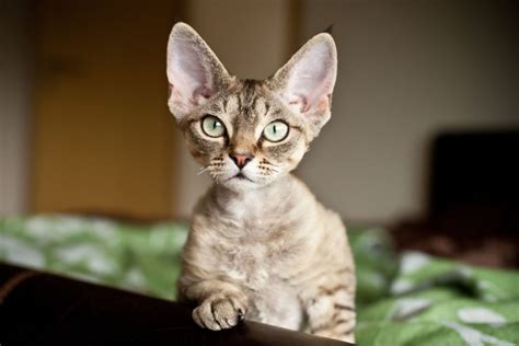 6 Devon Rex Breeders Worth Checking