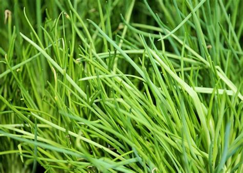Chive Plant Spread
