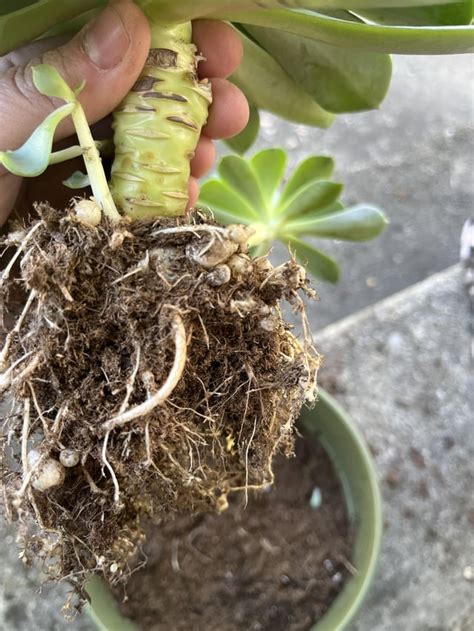 What Are These Node Looking Things In The Roots Rsucculents