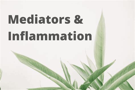 Mast Cell Foundations Mediators And Receptors Info For Those With