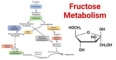 Fructose Structure Diagram