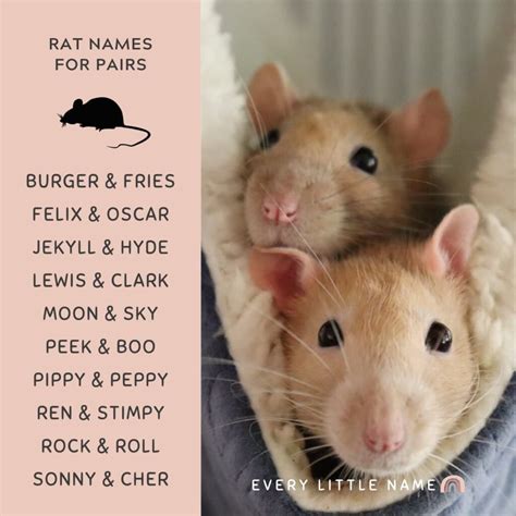 220 Best Rat Names Cool Cute And Funny Every Little Name