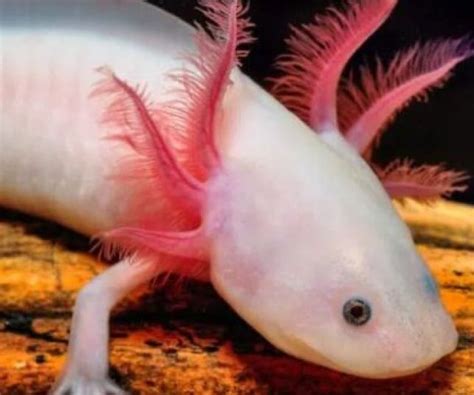 Notícias Amazonas Passa A Ser Rota Do Tráfico Da Salamandra Mexicana