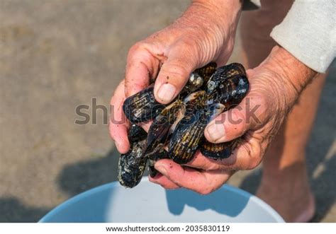 Shellfish Harvesting Oregon Over 11 Royalty Free Licensable Stock