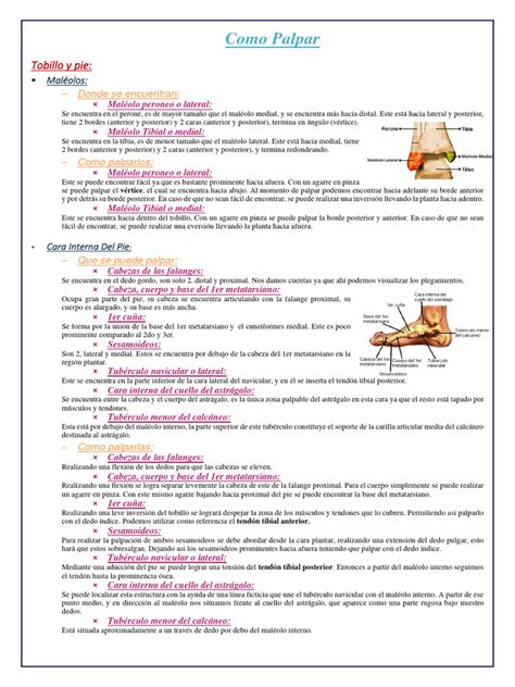 Técnicas De Palpación Del Tobillo Y Pie Pdf Mano Anatomía Humana