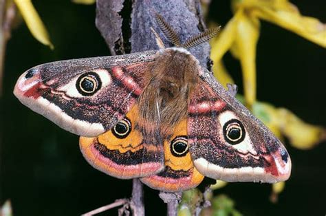 20 Noms De Papillons De Nuit Plus Beaux Que Les Papillons