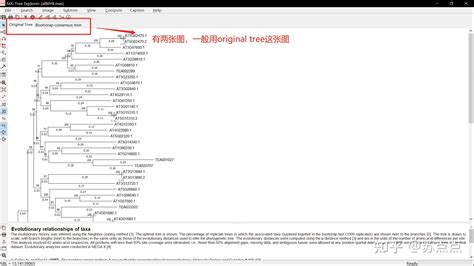 如何使用mega软件进行序列比对、计算遗传距离以及构建系统发育树？（收藏版） 知乎