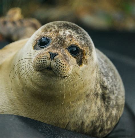 Seal Facts Seal Rescue Ireland