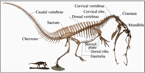 Description Of The Head And The Spine Of Sauropods A Skeleton Of
