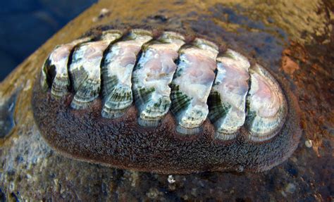 Conspicuous Chitons Scuba And Snorkeling In La Jolla