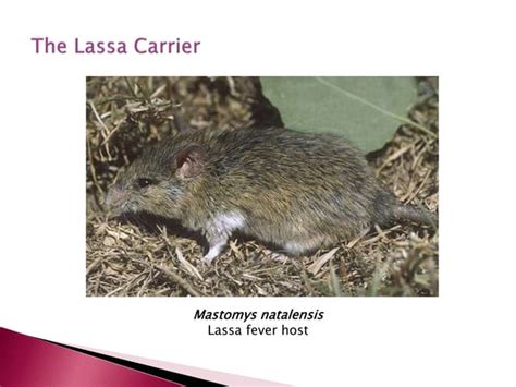 Lassa Presentation Pptx