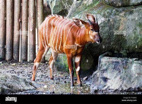 Female Bongo Antelope