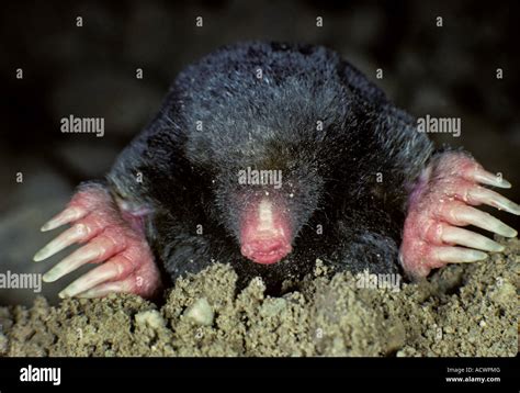Burrowing Mole