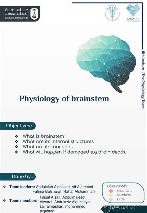 Brain Stem Anatomy Ppt Brainstem Powerpoint Templates