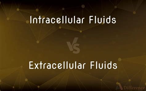 Intracellular Fluids Vs Extracellular Fluids — Whats The Difference Intracellular Fluids Vs Extracellular Fluids — Whats The Difference