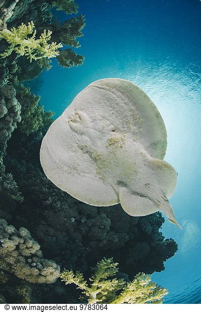 Leopard Torpedo Ray Electric Ray Torpedo Panthera Leopard Torpedo