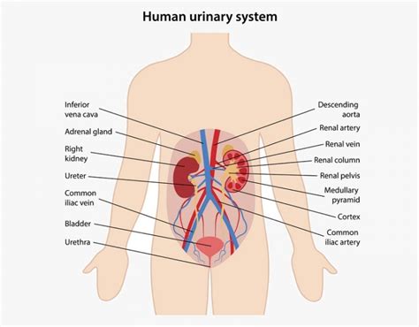 Urinary System Definition Function And Organs Biology Dictionary