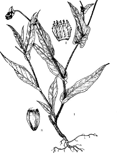 小蓝雪花 宁夏中药志 医学