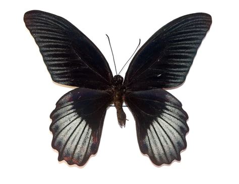 Lepidoptera Papilionidae Papilio Rumanzovia Philippines Mounted Butterfly £714 Picclick Uk