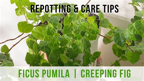 Ficus Pumila Variegata Indoor Care