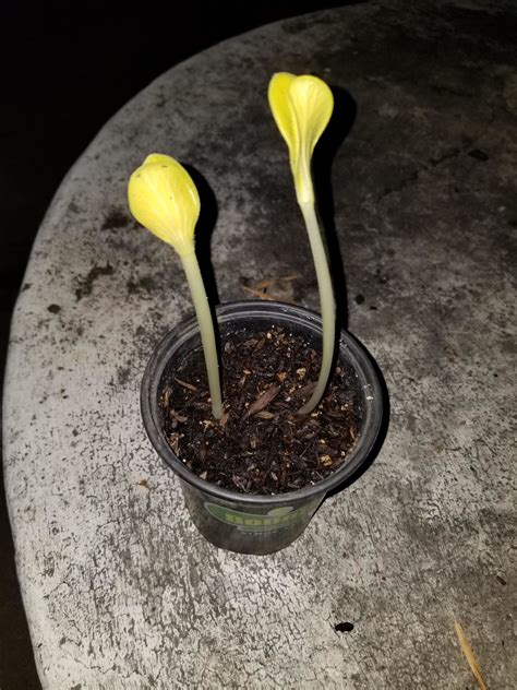 All For Gardening Squash Seedlings Growing So Tall All For Gardening