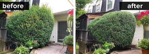 Top 8 Summer Pruning Tips For Trees And Shrubs In Northern Virginia