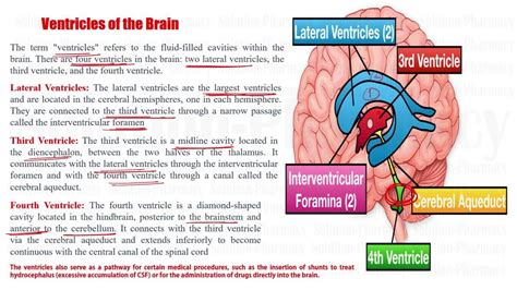 Anatomy And Physiology 79 Ventricles Of Brain Lateral Ventricles