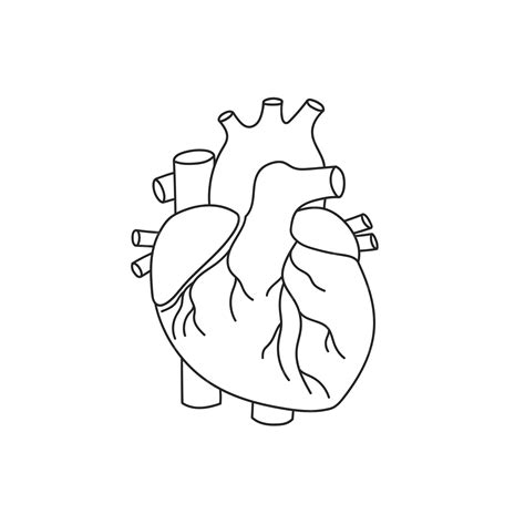 Human Heart Icon Outline Vector Medical Organ Anatomy Body Premium Vector
