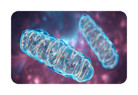 This Is Like Rocket Fuel For Your Mitochondria