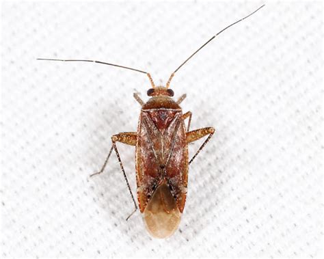 Phytocoris Bugguidenet