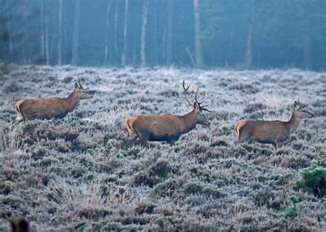 Premium Photo Deer On Grass