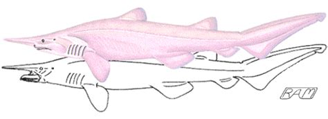 Biology Of The Goblin Shark