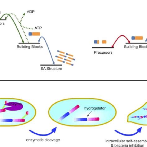 Fig Ure 4 Examples Showing Methods For Biologically Regulated