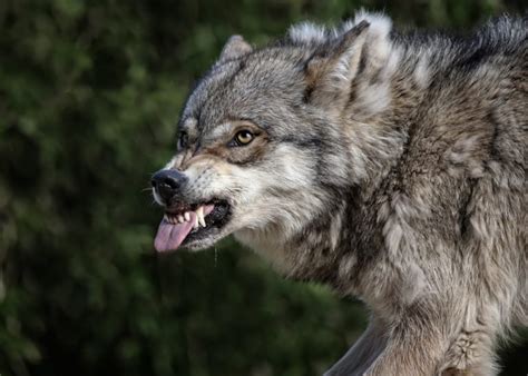 Wolf Teeth Explore Fascinating Facts And Formulas Stats