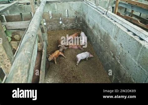 Six Piglets Stock Videos And Footage Hd And 4k Video Clips Alamy