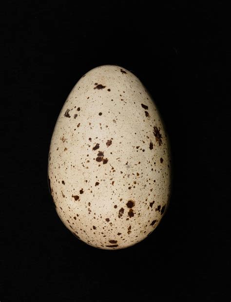 Moorhen Egg Shell Tauranga Heritage Collection