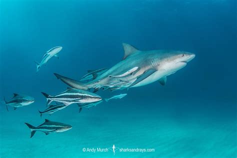 Bull Shark Carcharhinus Leucas