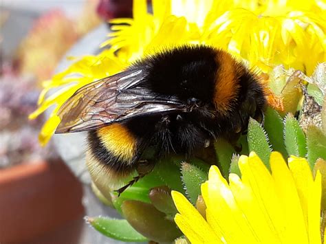 Buff Tailed Bumblebee Queen Having A Little Nap In The Sunshine R