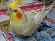 Cockatiels Wikimedia Commons