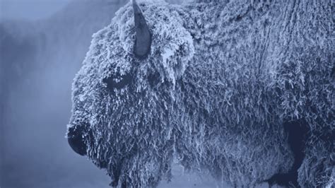Incredible Video Captures Frozen Bison Trudging Through Snow At 37f In