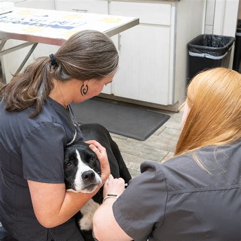 Progesterone Testing In Jacksonville Fl How It Benefits Your Litter