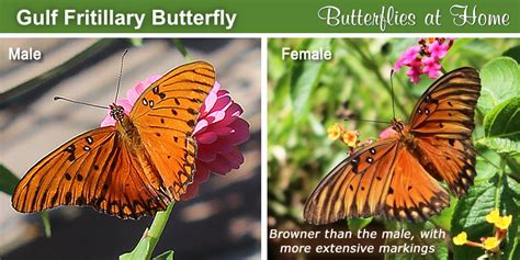 Variegated Gulf Fritillary Butterfly