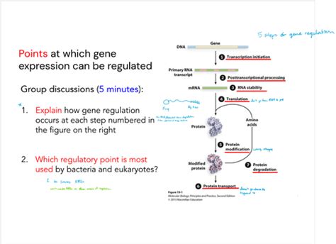 Biol 2400 Ch 5 Flashcards Quizlet