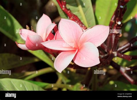 Closeup Of Plumeria Flowers Molokai Hawaii Usa Also Known As