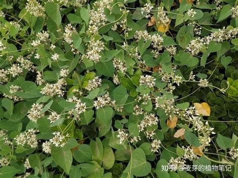 如果你有寻常疣或灰指甲，不要错过鹅绒藤这种植物，它能帮助你 知乎