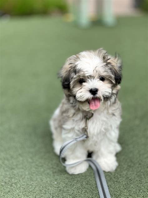 Find Teddy Bear Puppies For Sale In Indianapolis Indiana