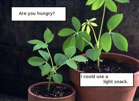 Plant Food Science Memes Photosynthesis Biology Classroom